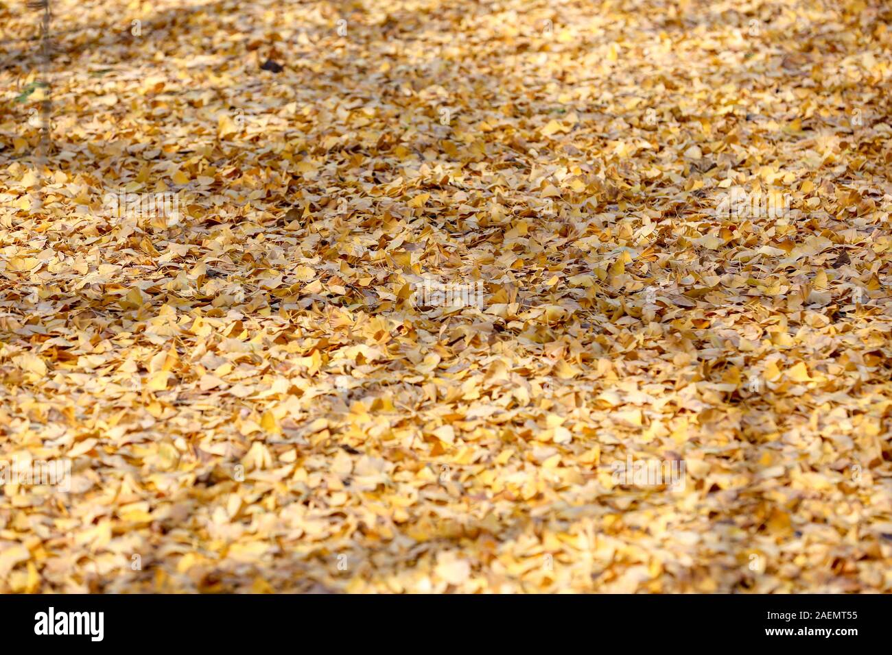The 1400-thousand-year-old ginkgo tree, planted by Emperor Taizong of ...