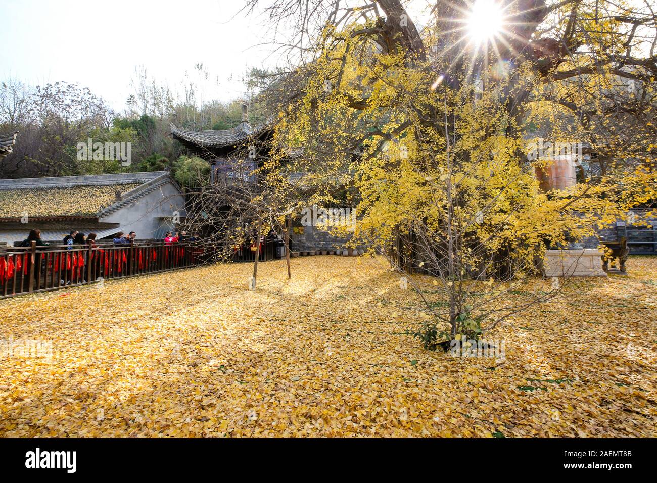 The 1400-thousand-year-old ginkgo tree, planted by Emperor Taizong of ...
