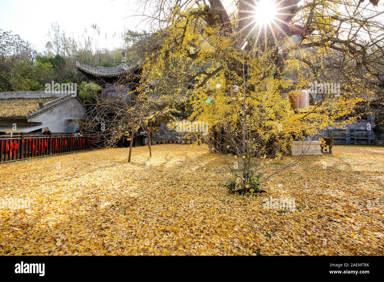 The 1400-thousand-year-old ginkgo tree, planted by Emperor Taizong of ...