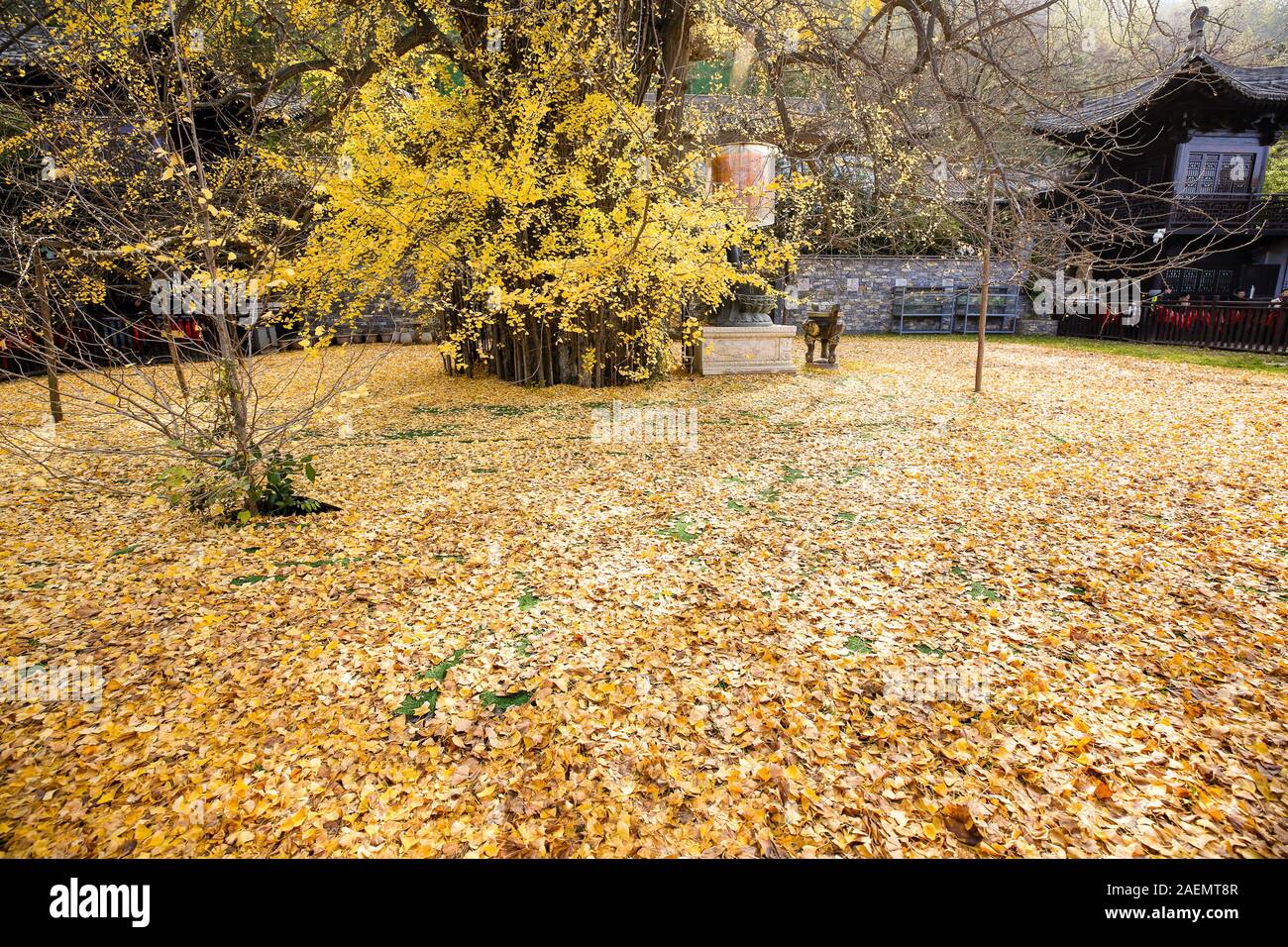 The 1400-thousand-year-old ginkgo tree, planted by Emperor Taizong of ...