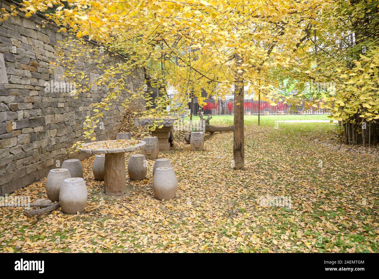 The 1400-thousand-year-old ginkgo tree, planted by Emperor Taizong of ...