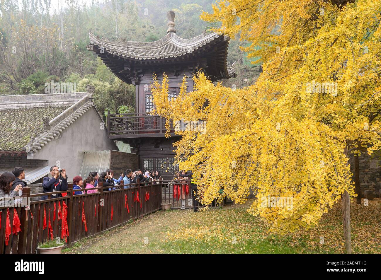 The 1400-thousand-year-old ginkgo tree, planted by Emperor Taizong of ...