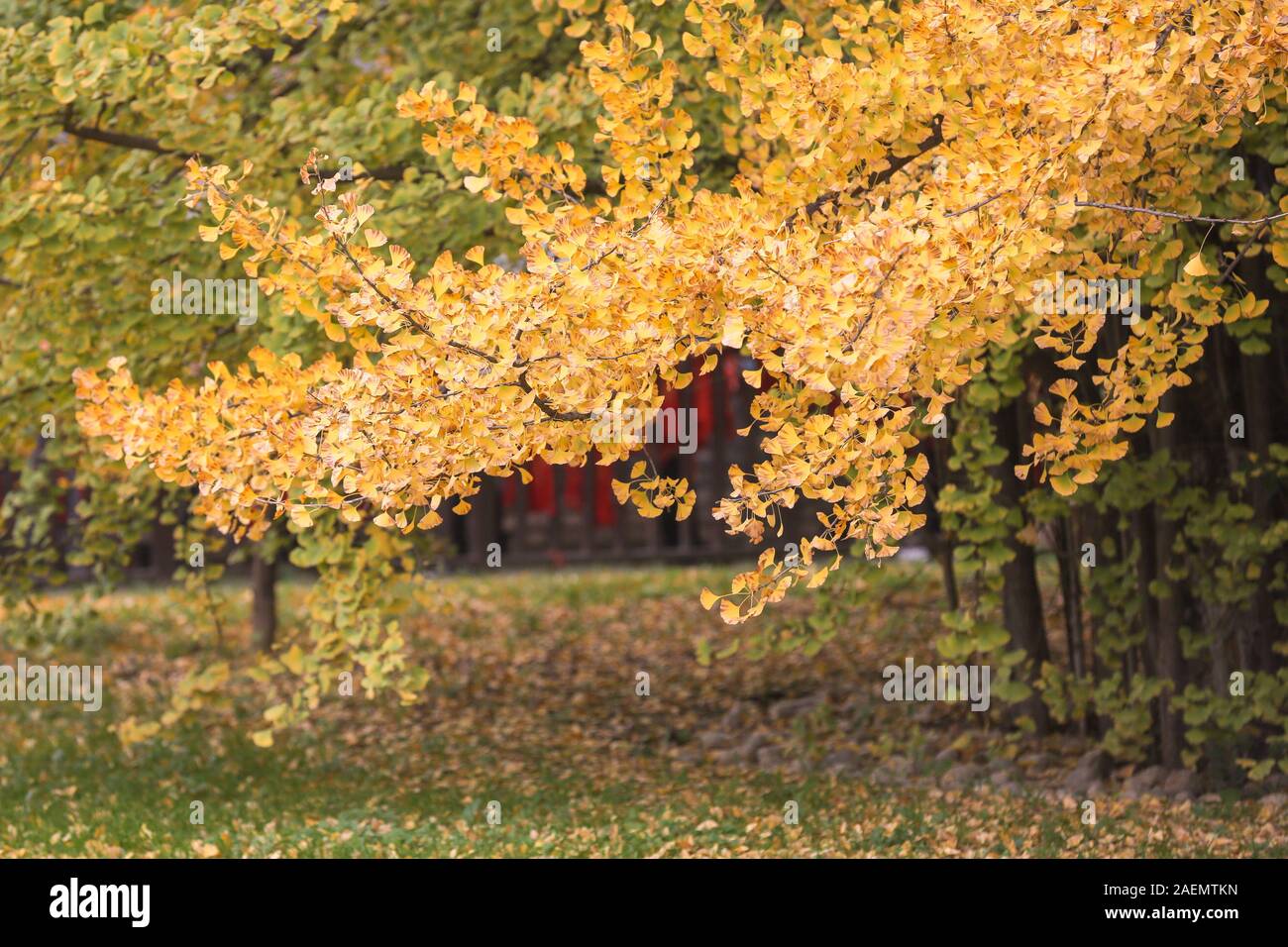 The 1400-thousand-year-old ginkgo tree, planted by Emperor Taizong of ...