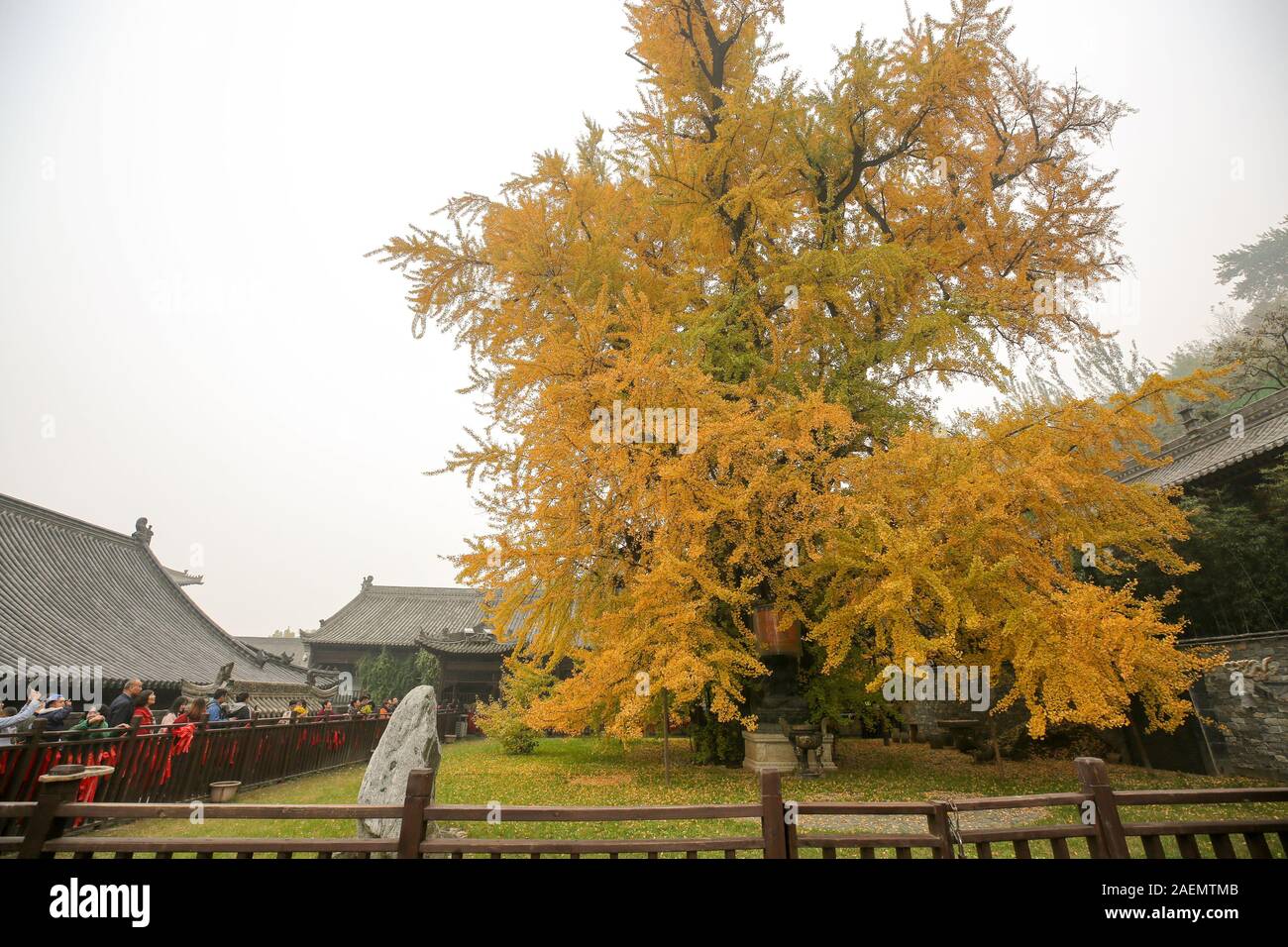 The 1400-thousand-year-old ginkgo tree, planted by Emperor Taizong of ...