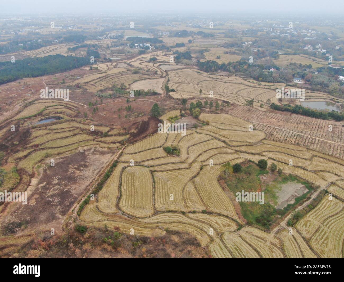 Aerial view of the withered rice terrace due to prolonged drought in ...