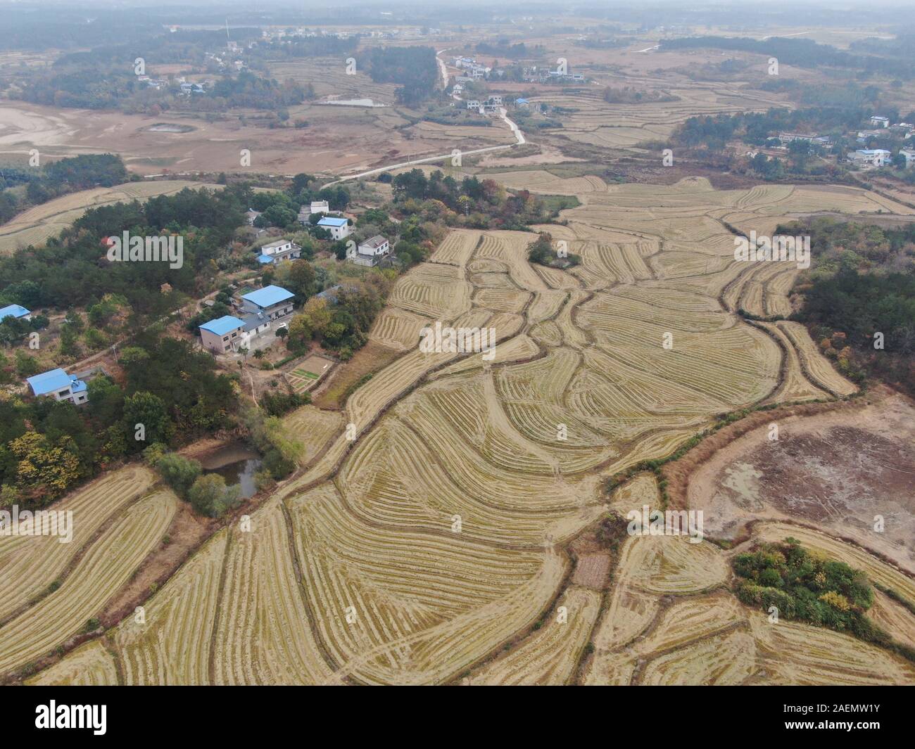 Aerial view of the withered rice terrace due to prolonged drought in ...