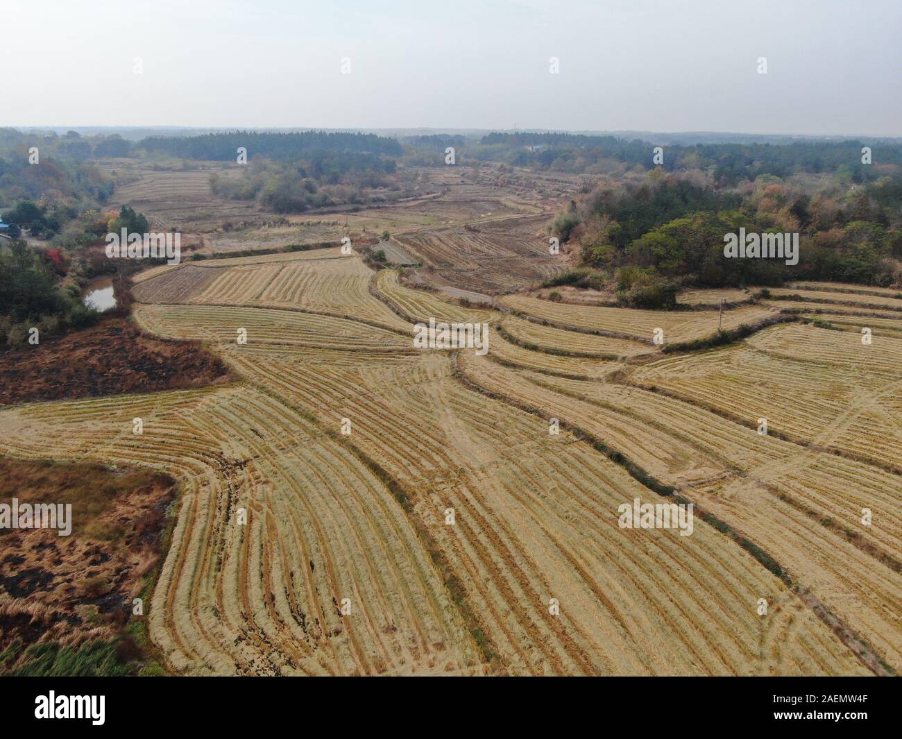 Aerial view of the withered rice terrace due to prolonged drought in ...