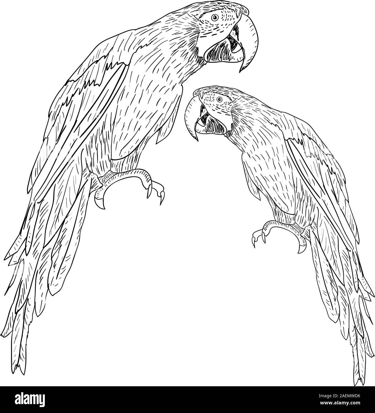 Macaws. Vector illustration Stock Vector Image & Art - Alamy