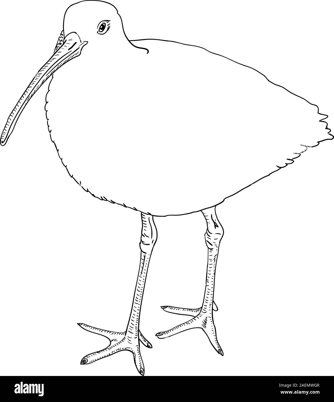 Eurasian Curlew, bird. Vector illustration Stock Vector Image & Art - Alamy