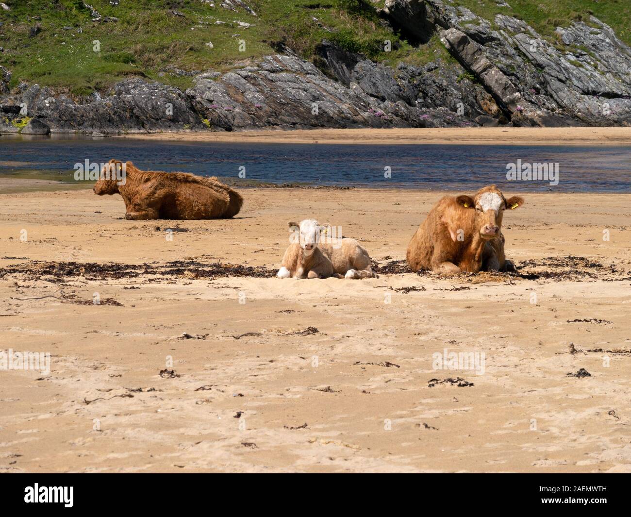Brown and white cows and calf on Scottish Beach, Kiloran, Isle of ...