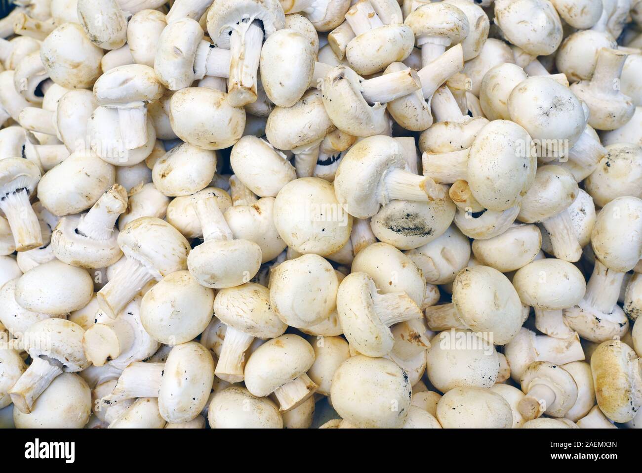 Fresh white button mushroom at the farmers market Stock Photo - Alamy