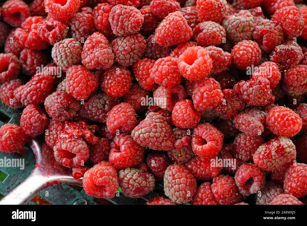 Fresh raspberries at a farmers market Stock Photo - Alamy