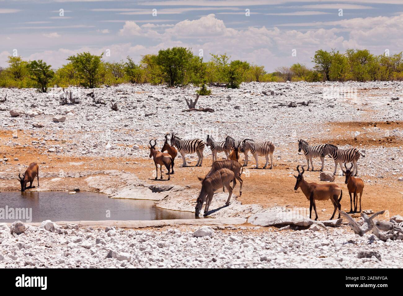 Female Kudus, topis, Impalas, beside waterhole, salt pan, Etosha ...