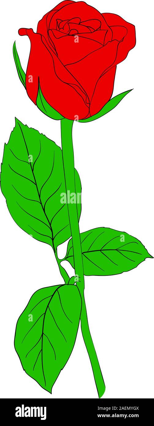 One red Rose in hand drawn style Stock Vector Image & Art - Alamy
