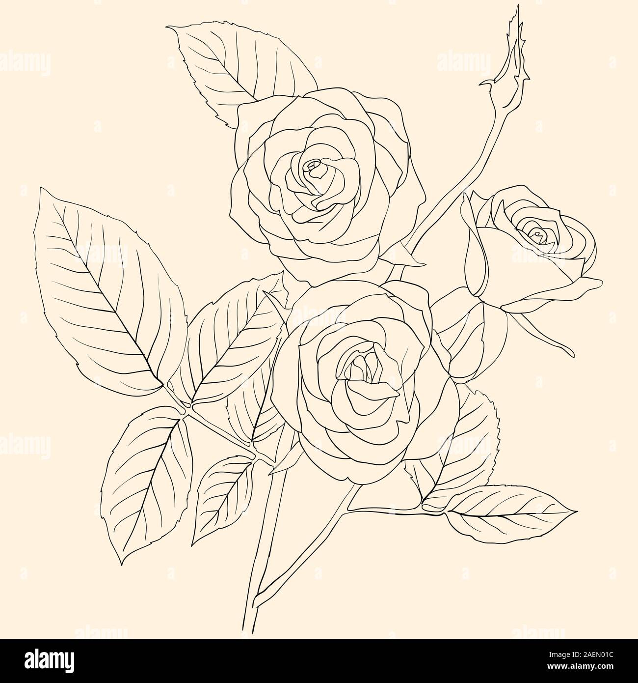 hand drawing illustration of a bouquet of roses Stock Vector Image ...