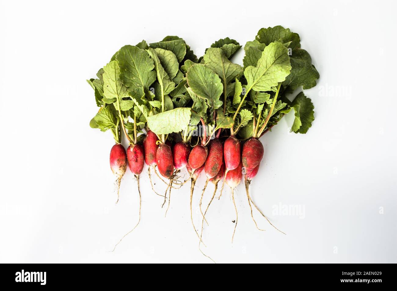 Bunch of radish isolated on white background, fresh vegetables from ...