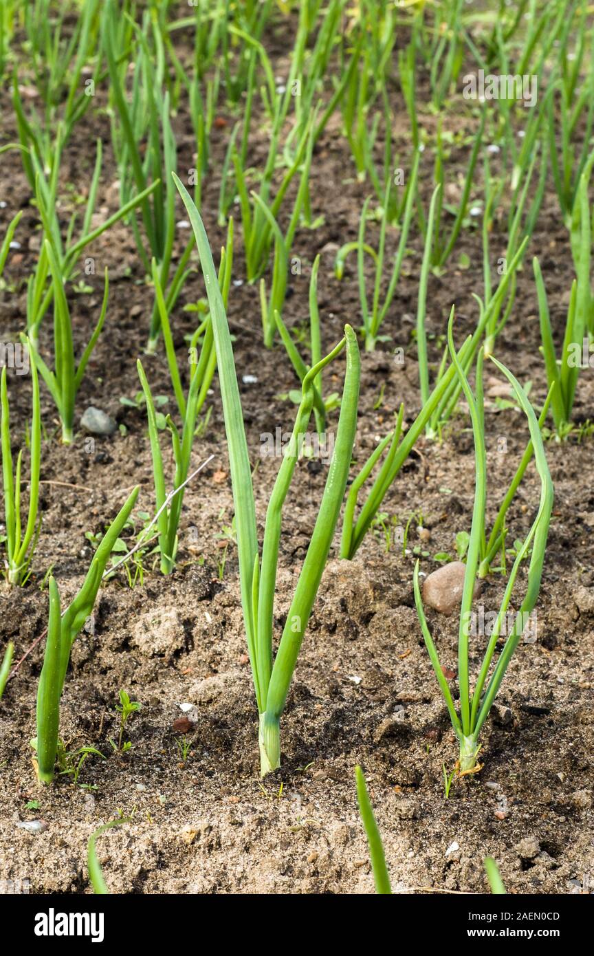 Chive Sprouts