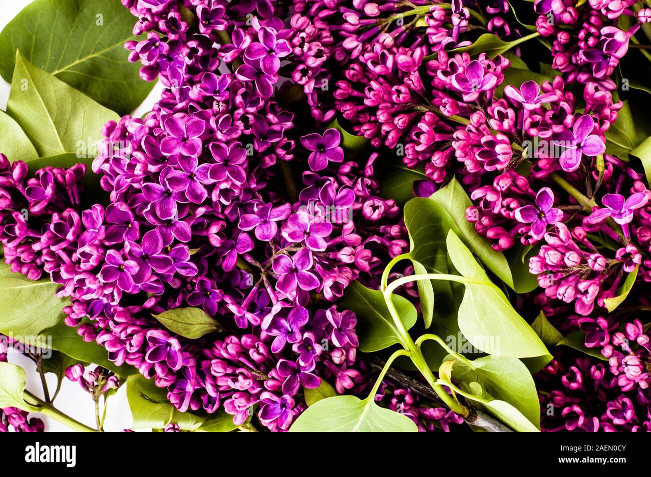 Lilac flowers background useful as greetings card, invitation cards ...