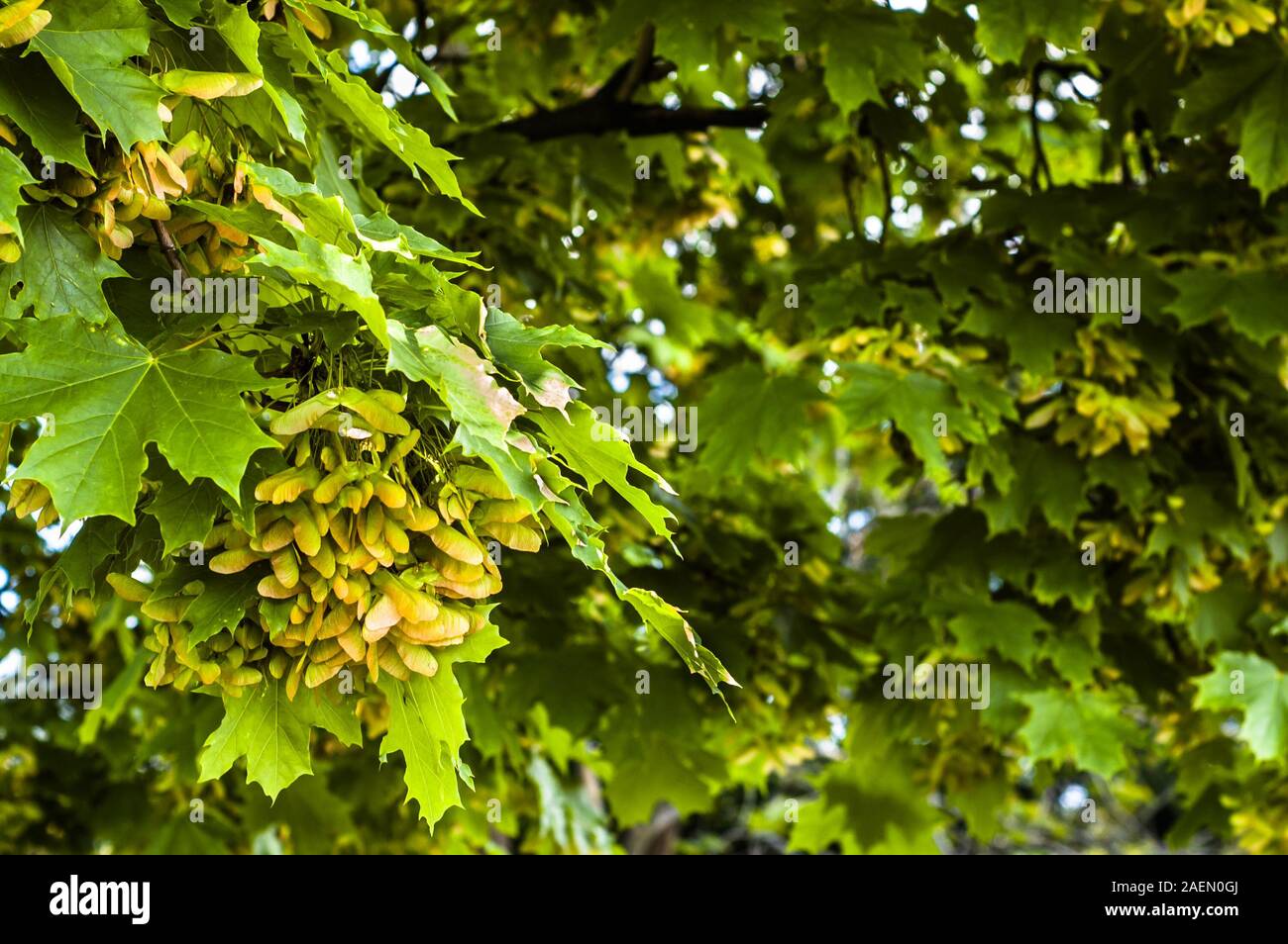 Maple tree branch with bunch of seeds Stock Photo - Alamy