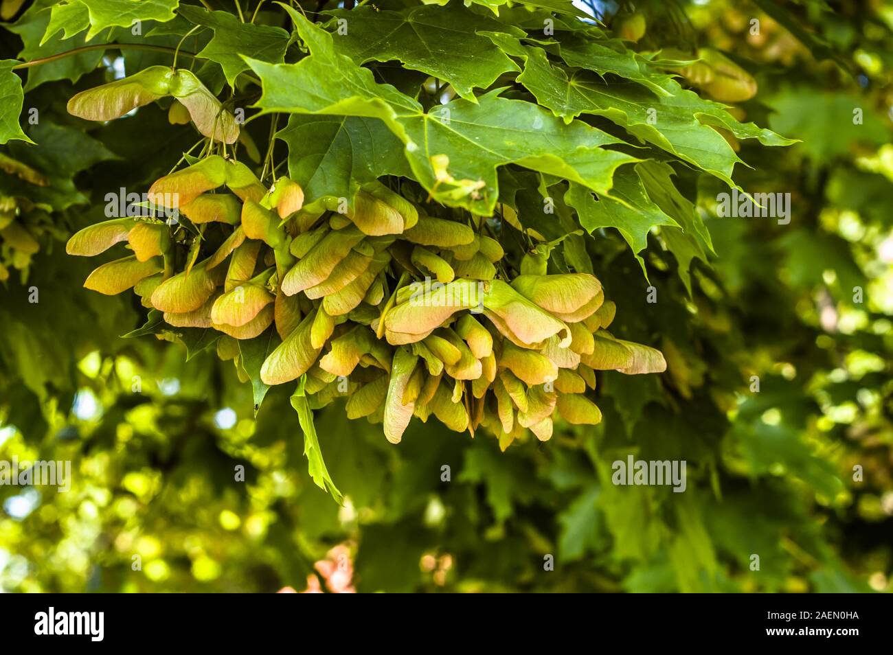 Maple tree branch with bunch of seeds Stock Photo - Alamy