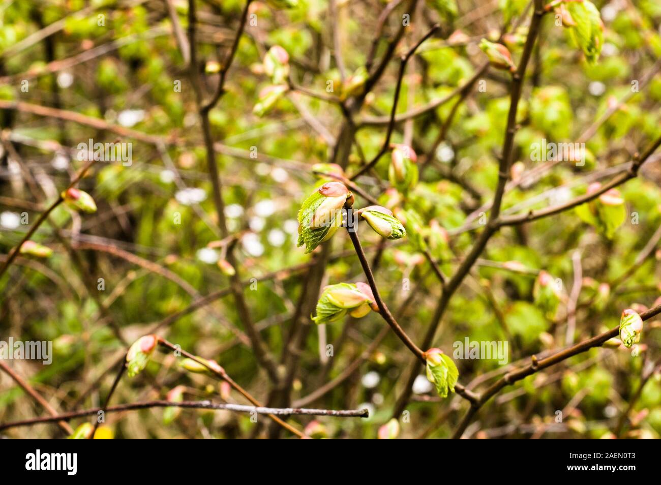 Fresh green leaves in spring, background Stock Photo - Alamy
