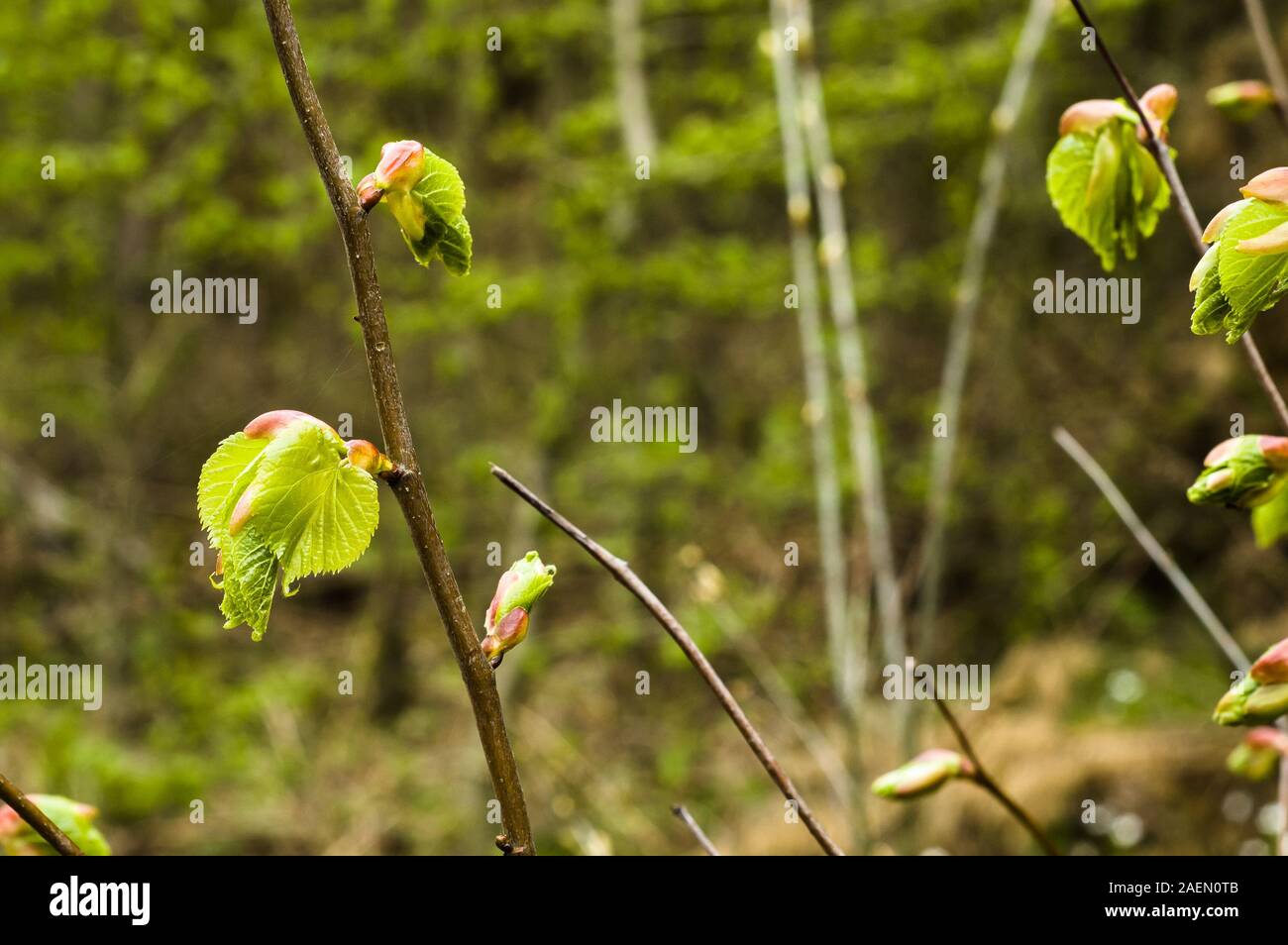 Fresh green leaves in spring, background Stock Photo - Alamy
