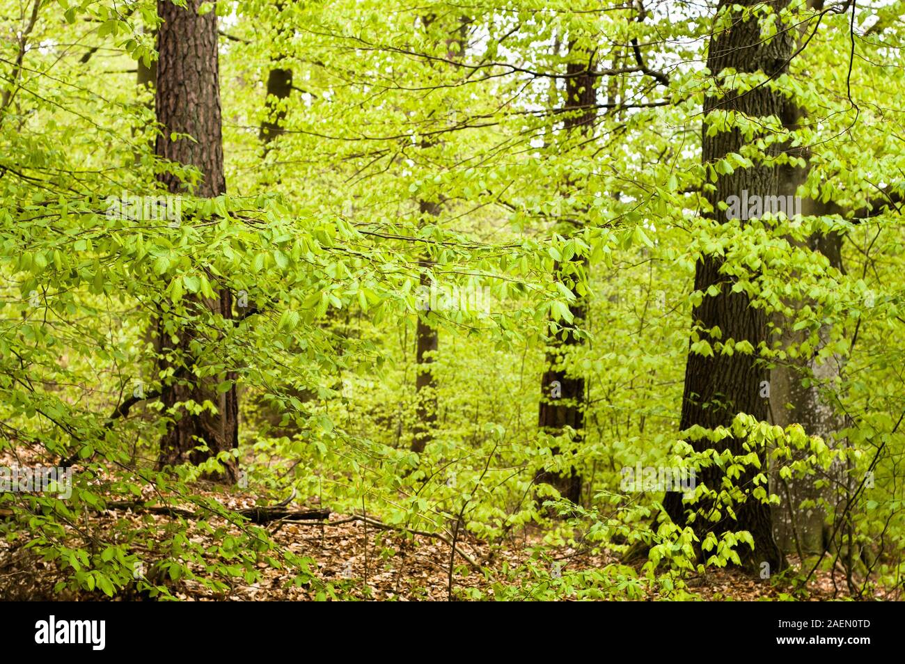 Fresh green leaves in spring, background Stock Photo - Alamy
