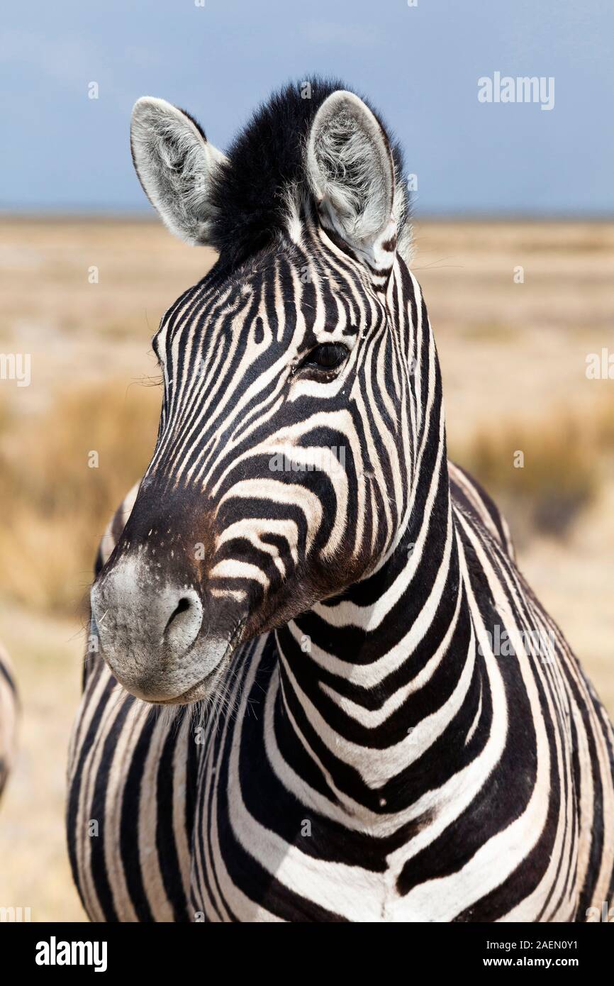 Zebra face and body, striped pattern, salt pan, Etosha National Park ...