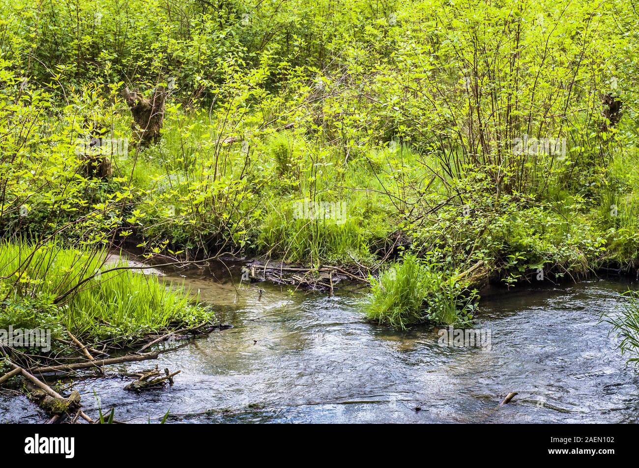 Landscape of river in spring forest, water flowing from the source ...