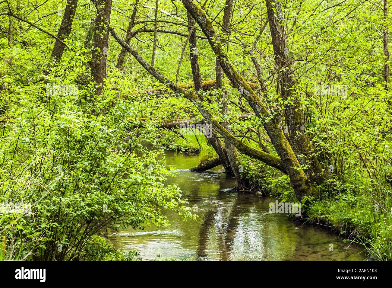 Forest by the river at spring, springtime landscape with fresh young ...