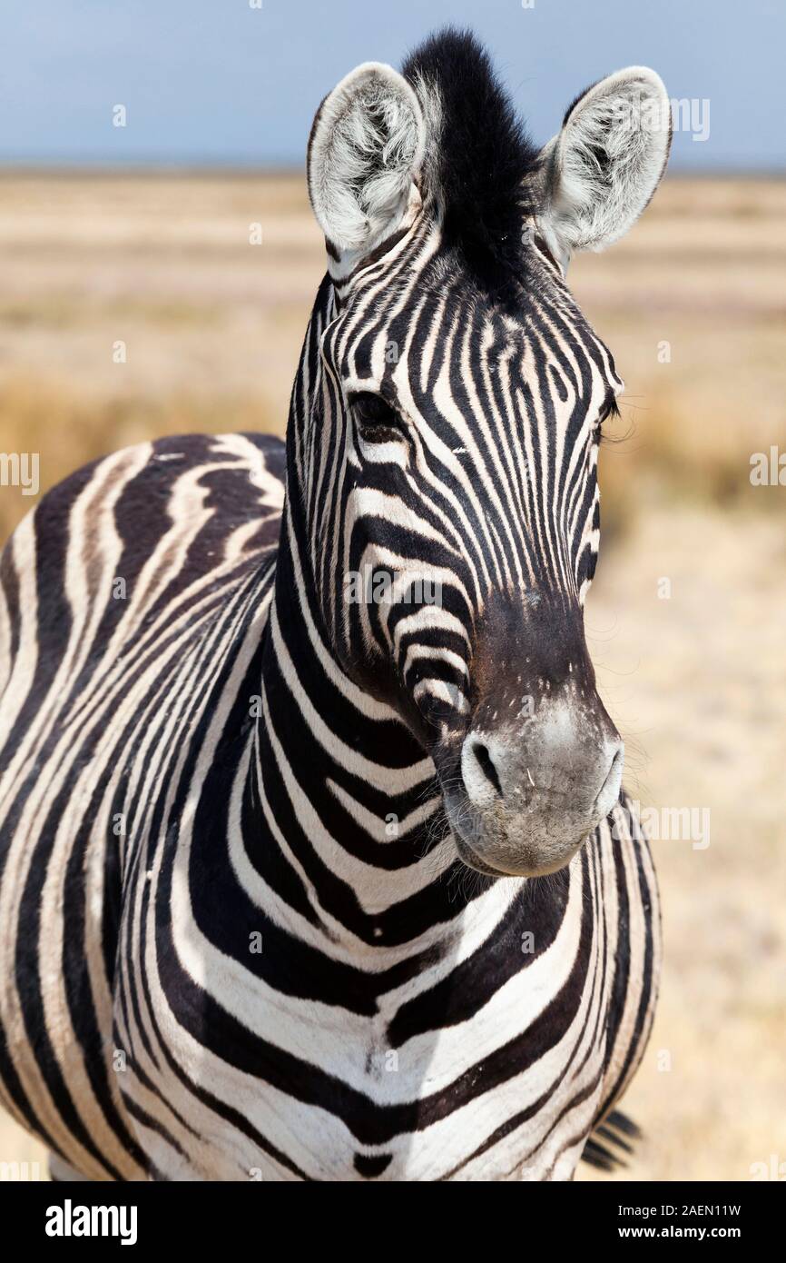 Zebra face and body, striped pattern, salt pan, Etosha National Park ...