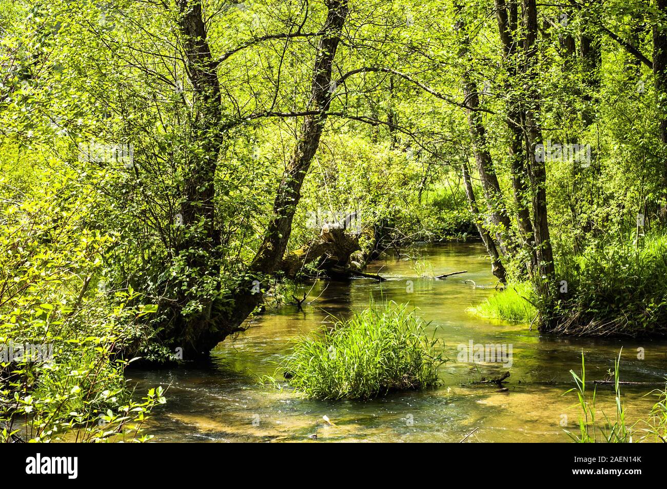 Landscape of river in spring forest Stock Photo - Alamy
