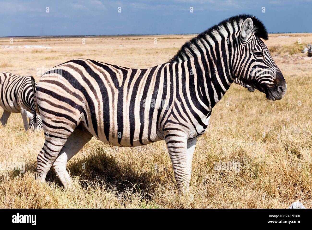 Safari animals pattern hi-res stock photography and images - Alamy