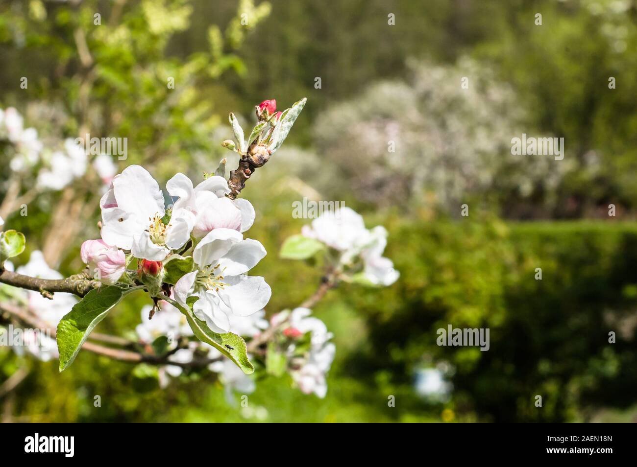 Blossoming apple blossoms in spring orchard Stock Photo - Alamy