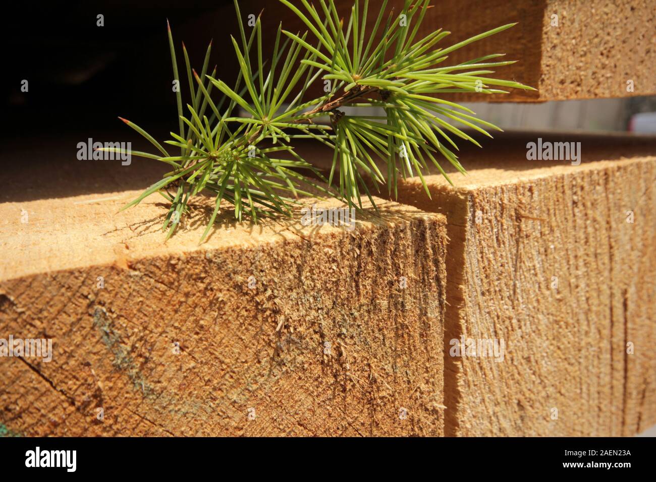 timber and pine branch Stock Photo - Alamy