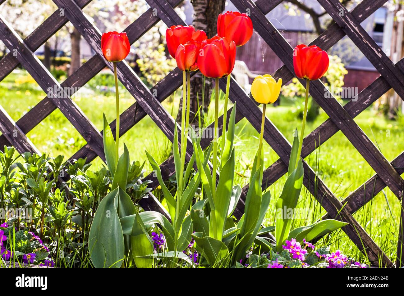 Red tulips in the garden, spring background Stock Photo - Alamy