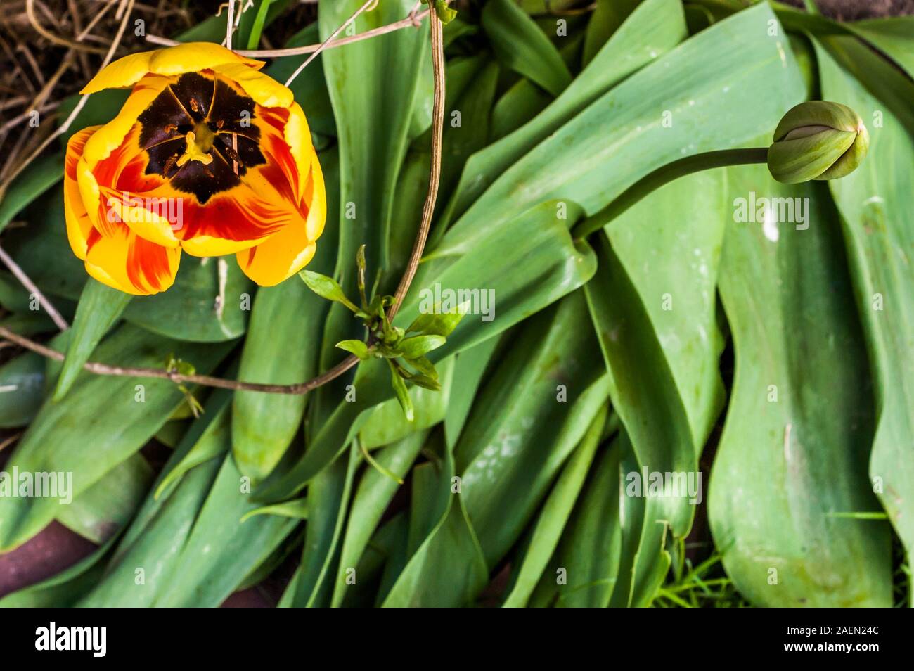 Closeup of tulip, top view in the garden, spring background Stock Photo ...
