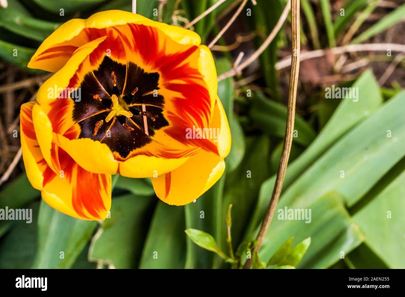 Closeup of tulip, top view in the garden, spring background Stock Photo ...