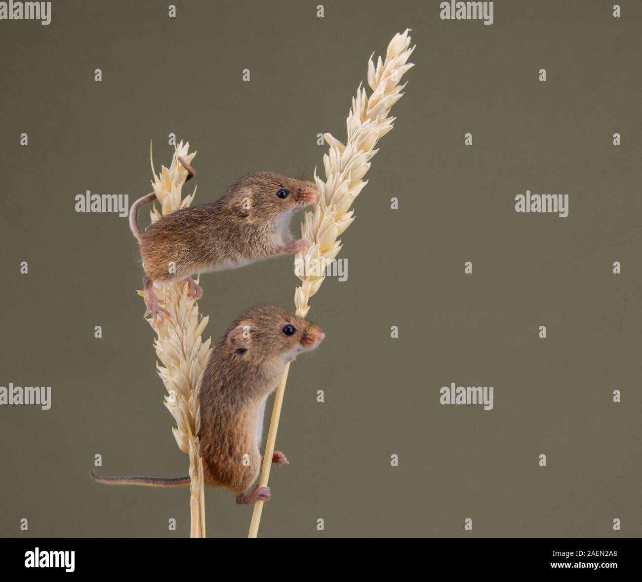 Cute harvest mice balancing on wheat Stock Photo - Alamy