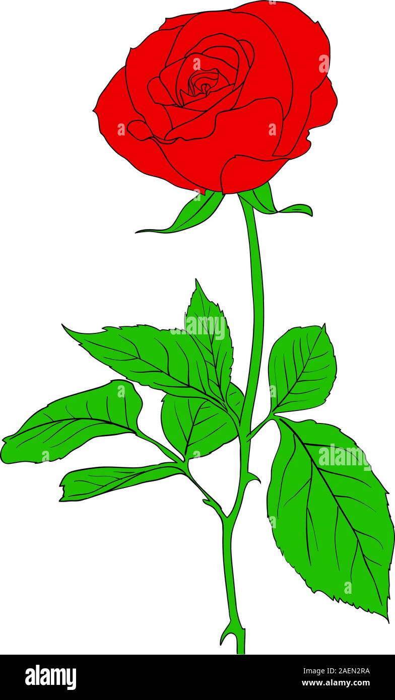 One red Rose in hand drawn style Stock Vector Image & Art - Alamy