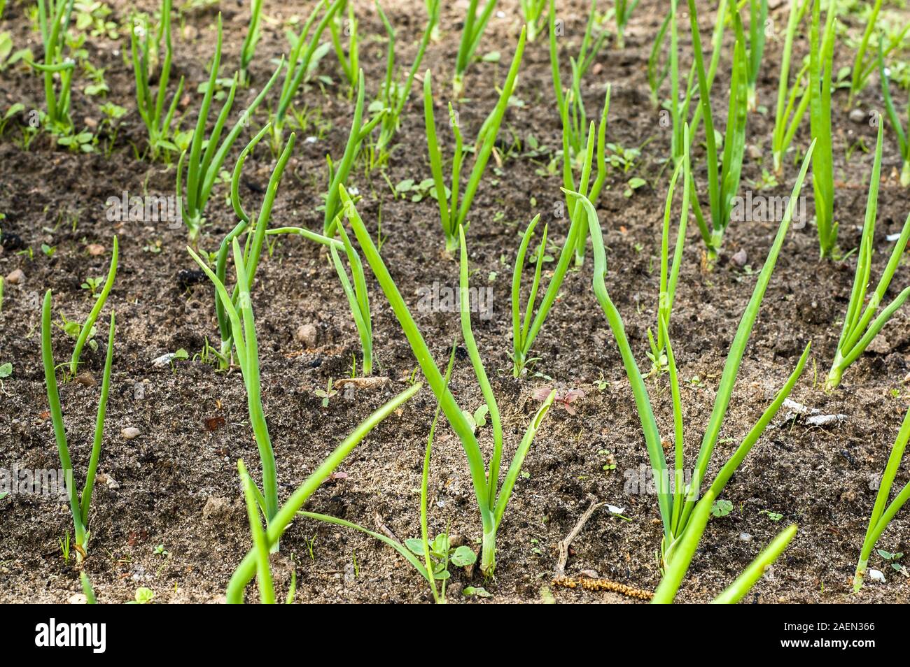 Chives sprouted in spring. Green onions on a bed planted in neat rows ...