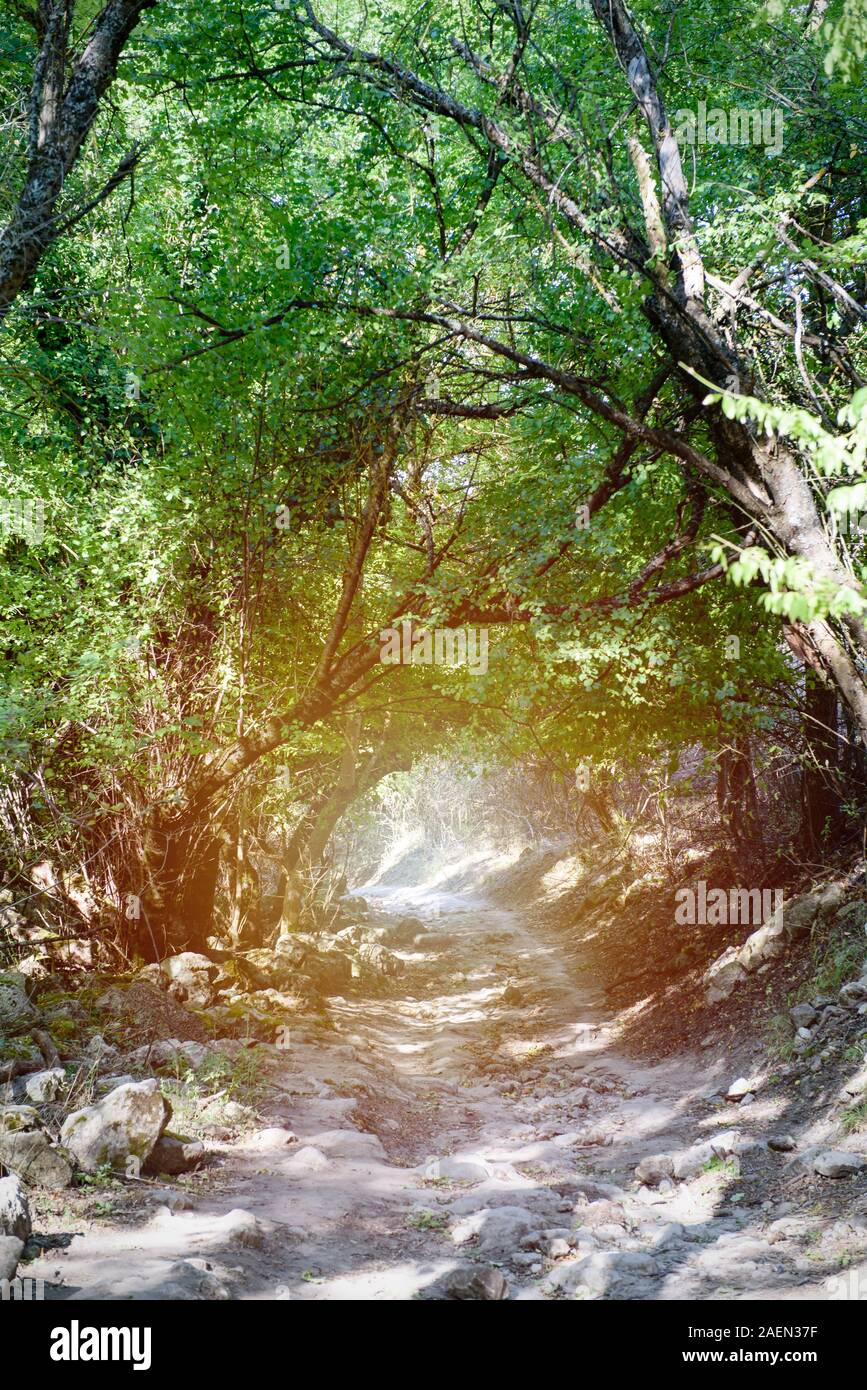 High forest hi-res stock photography and images - Alamy