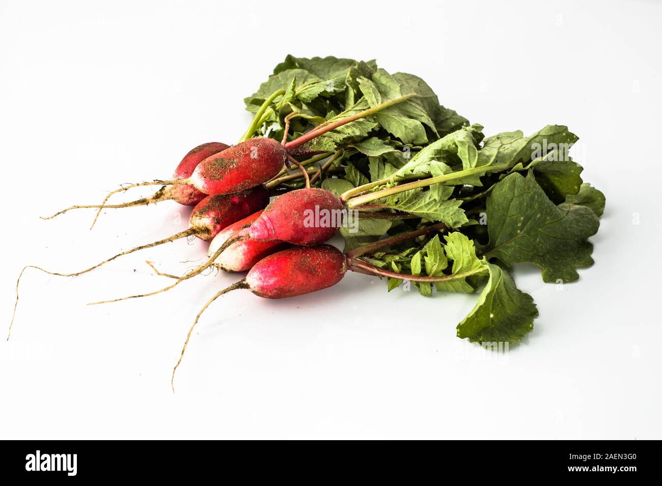 Bunch of radish isolated on white background, fresh vegetables from ...