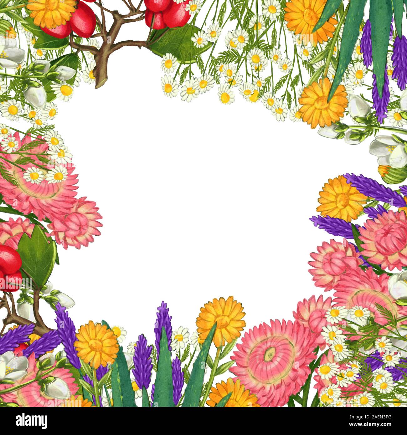 Hand drawn medicinal plant frame. Healing herbs border. isolated on ...