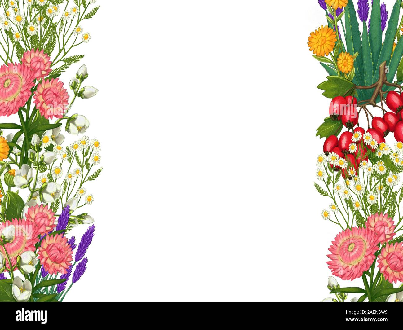 Hand drawn medicinal plant frame. Healing herbs border. isolated on ...