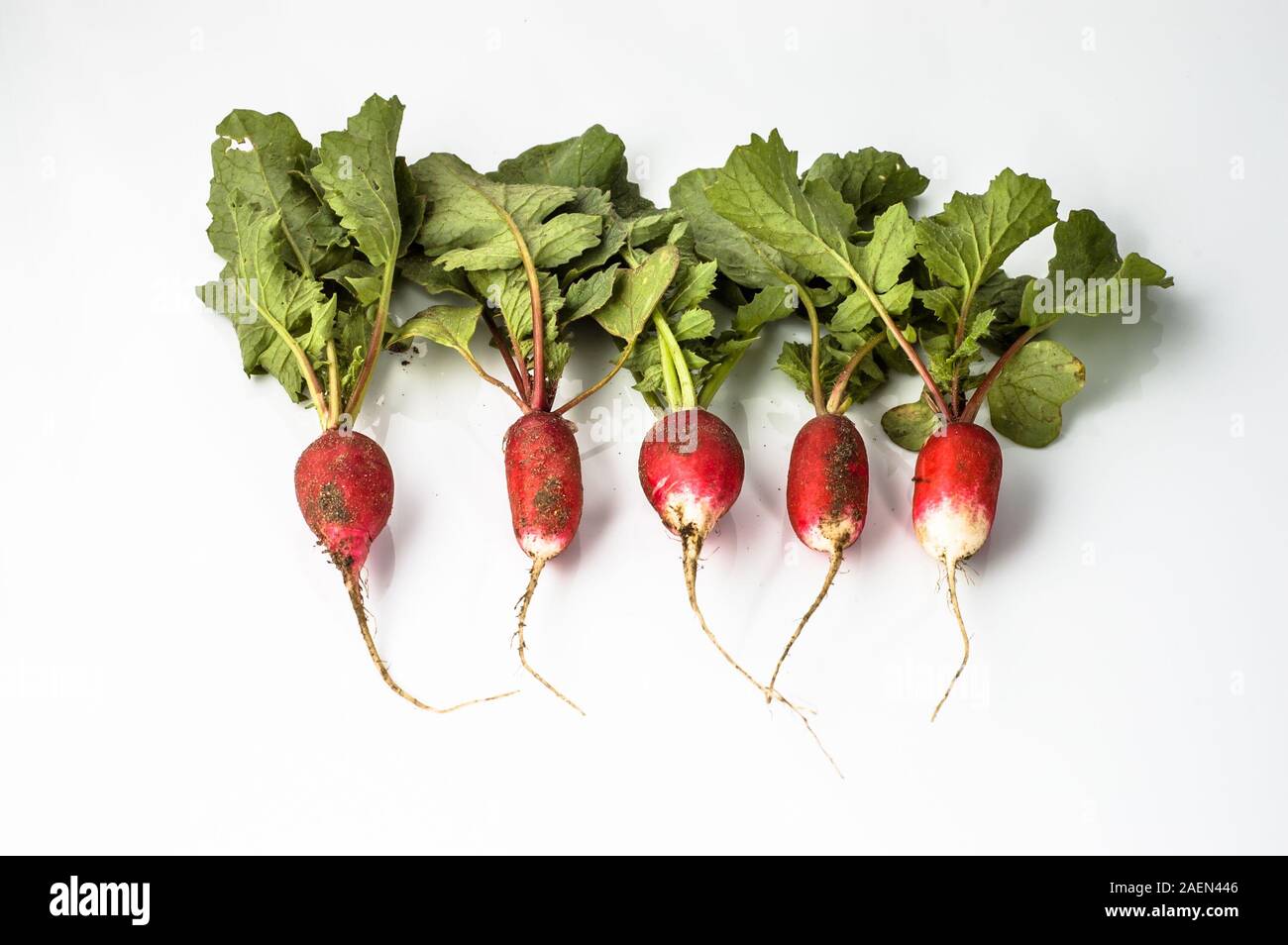Bunch of radish isolated on white background, fresh vegetables from ...