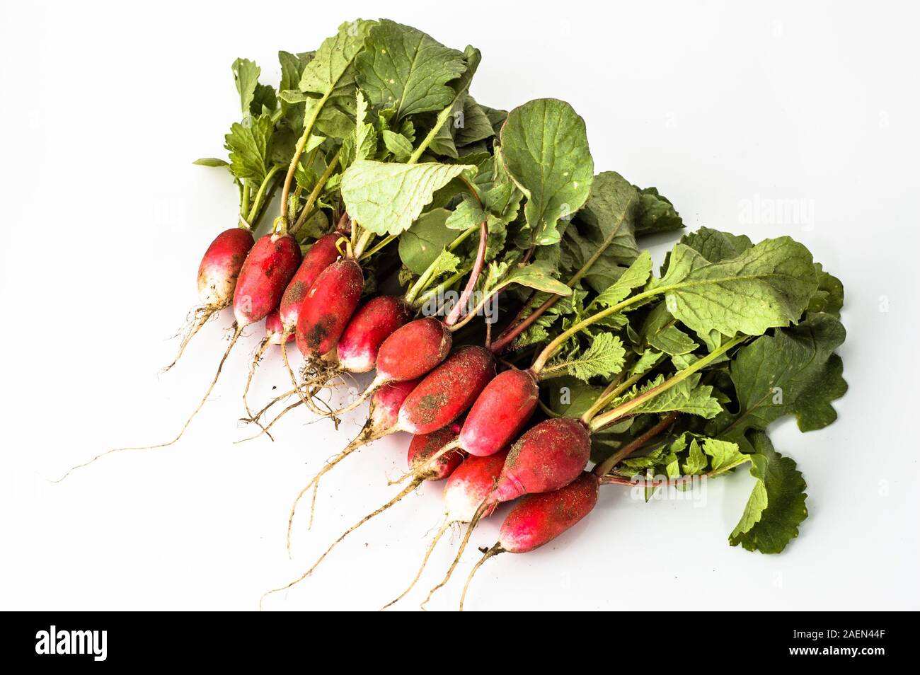 Bunch of radish isolated on white background, fresh vegetables from ...