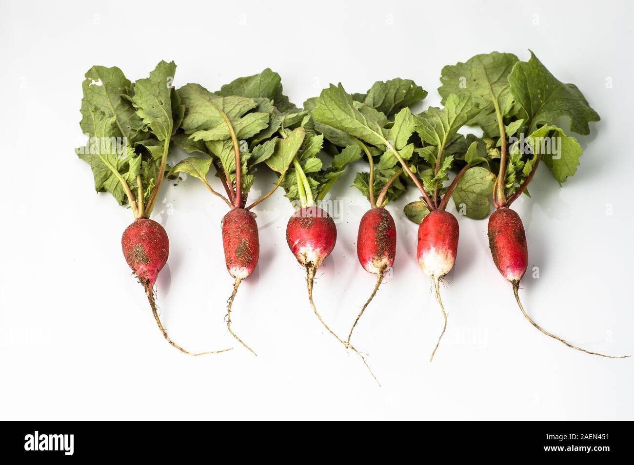 Bunch of radish isolated on white background, fresh vegetables from ...