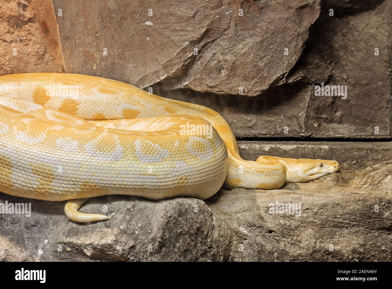 Asian rock python hi-res stock photography and images - Alamy
