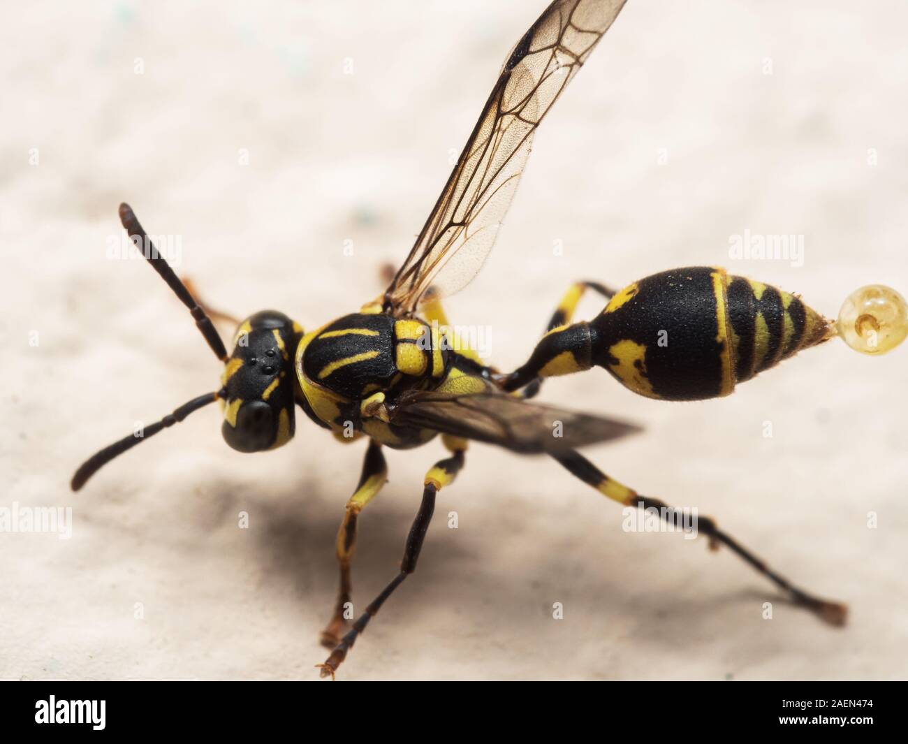 Macro Photography of Wasp on The Floor Stock Photo - Alamy